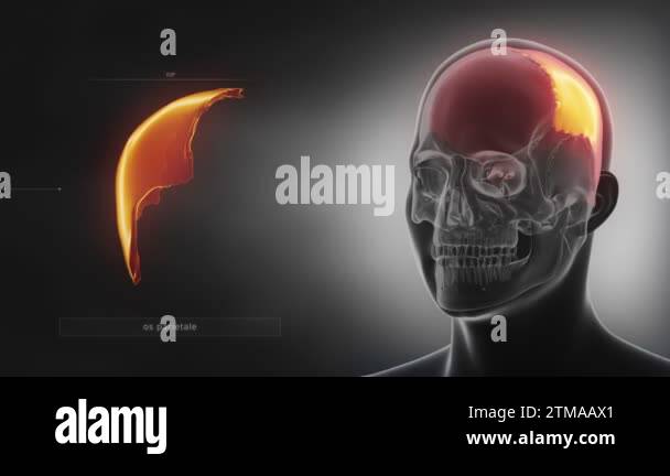 Parietal bone Stock Videos & Footage - HD and 4K Video Clips - Alamy