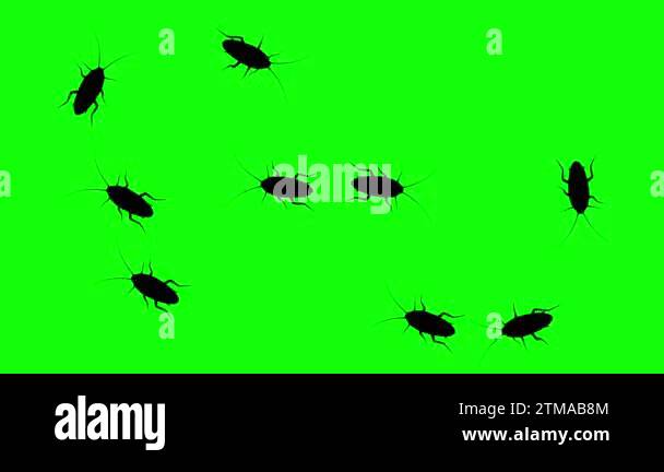 Swarm of cockroaches, CG animated silhouettes on green screen, seamless ...