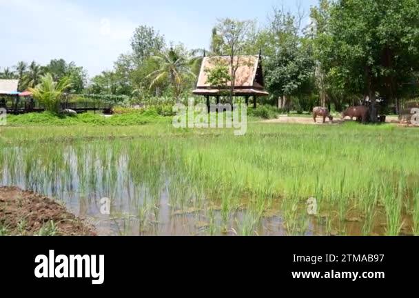 rice fields in Thailand , South East Asia. Rice field and straw with ...