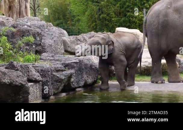Little Asian or Asiatic elephant, Elephas maximus is the only living ...