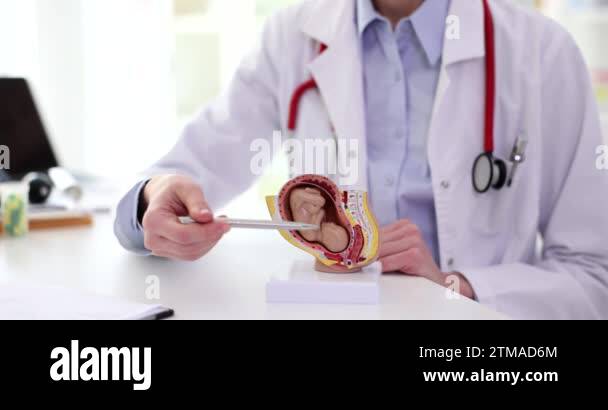 Doctor obstetrician gynecologist showing fetus in uterus of anatomical ...