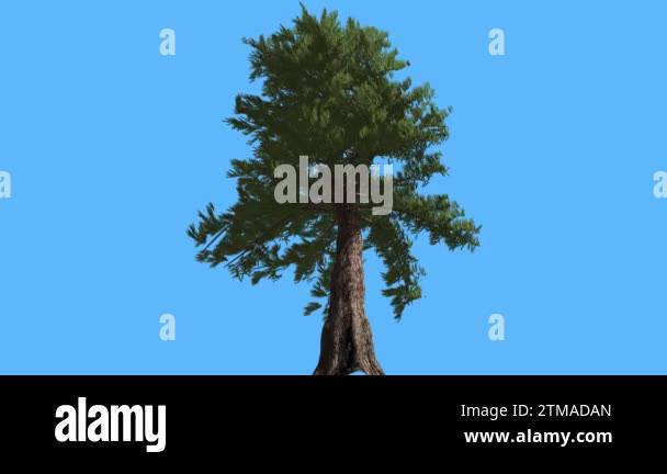 Western Red Cedar at Strong Wind Coniferous Evergreen Tree is Swaying ...