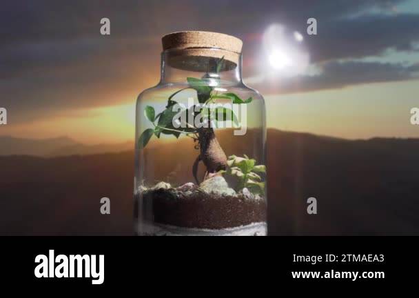 Forest Conservation, efforts to protect and conserve forests and their ...