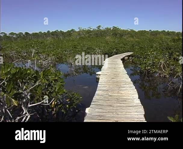 Mangrove bridge Stock Videos & Footage - HD and 4K Video Clips - Alamy