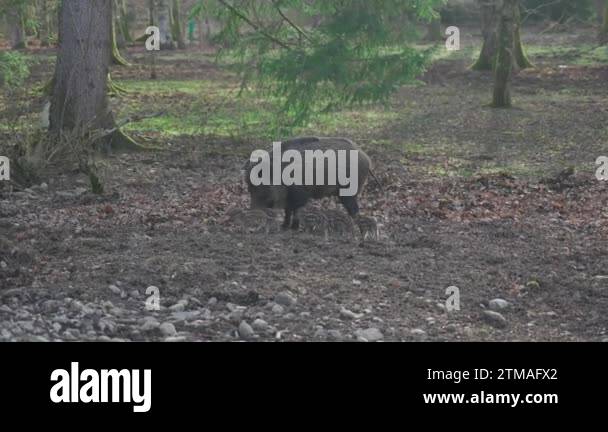 Female wild boar with her brood of children in wild. Mother and young ...