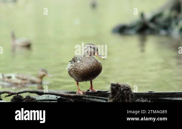 Duck catching Stock Videos & Footage - HD and 4K Video Clips - Alamy