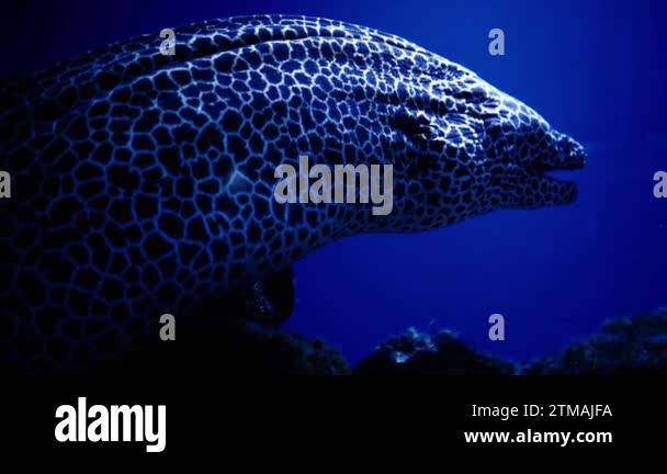 Moray eel in a coral reef underwater close-up. Underwater life, study ...