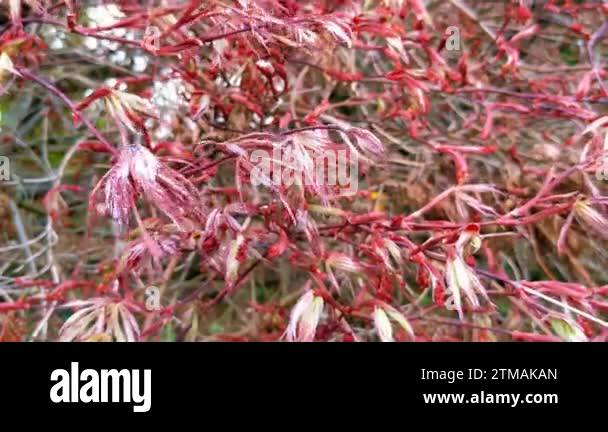 Acer palmatum leaf Stock Videos & Footage - HD and 4K Video Clips - Alamy