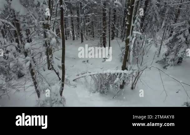 Cannot see the forest for the trees Stock Videos & Footage - HD and 4K ...