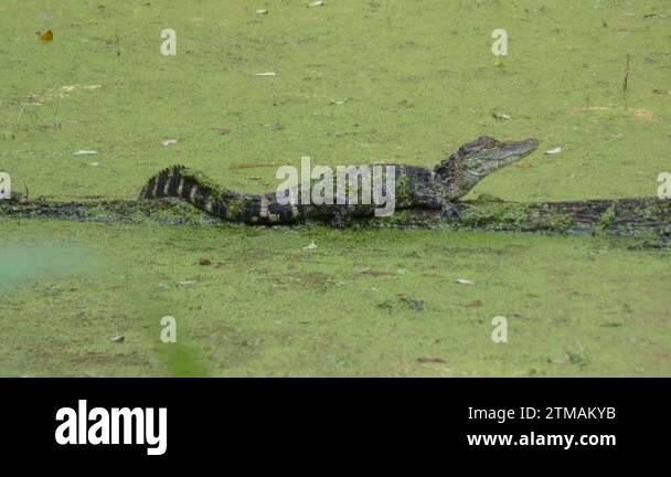 Gator in swamp Stock Videos & Footage - HD and 4K Video Clips - Alamy