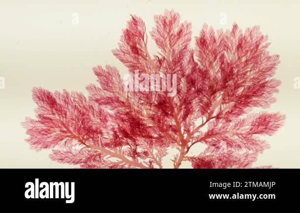 Red seaweed ocean algae Stock Videos & Footage - HD and 4K Video Clips ...