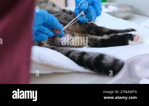 The veterinarian castrates the cat by cutting the spermatic cord with ...