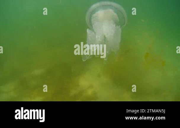 Jellyfish swims under the base of the Black Sea Stock Video Footage - Alamy