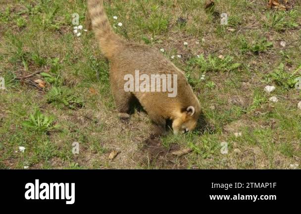 Nasua is a genus within the family Procyonidae, whose best-known ...