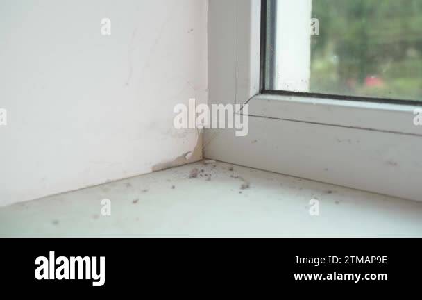 The angle of the window slope is destroyed by moisture and cold ...