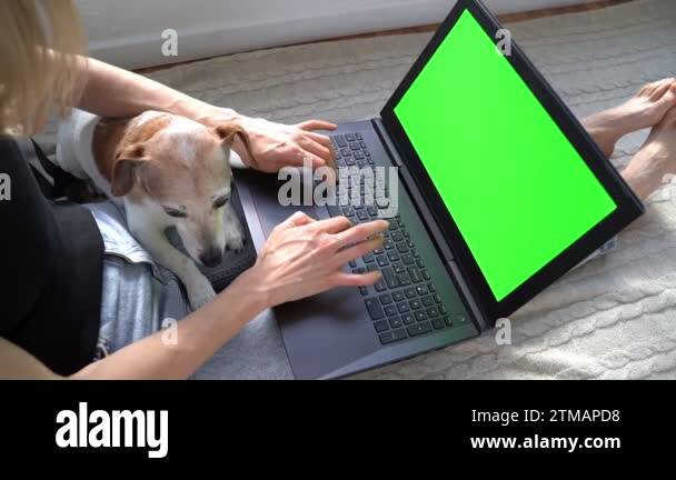Chroma key green screen laptop. Woman with dog working from remotely ...