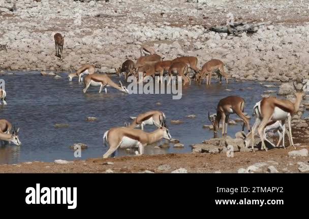Springbok and impala at a waterhole Stock Videos & Footage - HD and 4K ...
