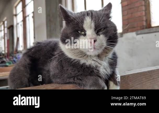 Sweet face Stock Videos & Footage - HD and 4K Video Clips - Alamy