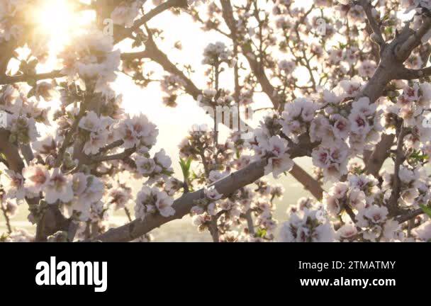 Blossom almond tree Stock Videos & Footage - HD and 4K Video Clips - Alamy