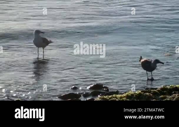 Seagull hunting Stock Videos & Footage - HD and 4K Video Clips - Alamy