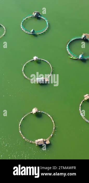 Top view of Fish farm with cages for fish and shrimp. Fish ponds for ...