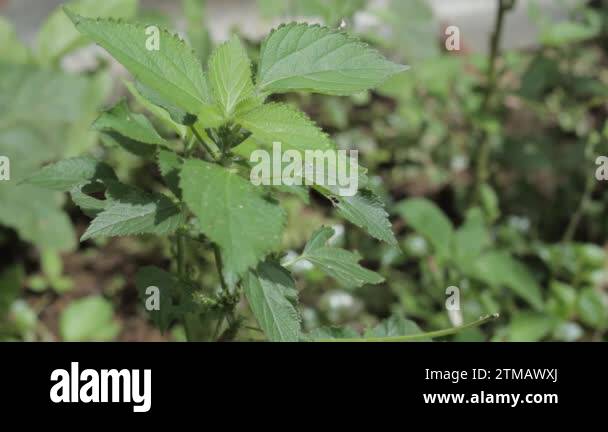 Stinging nettle rash Stock Videos & Footage - HD and 4K Video Clips - Alamy