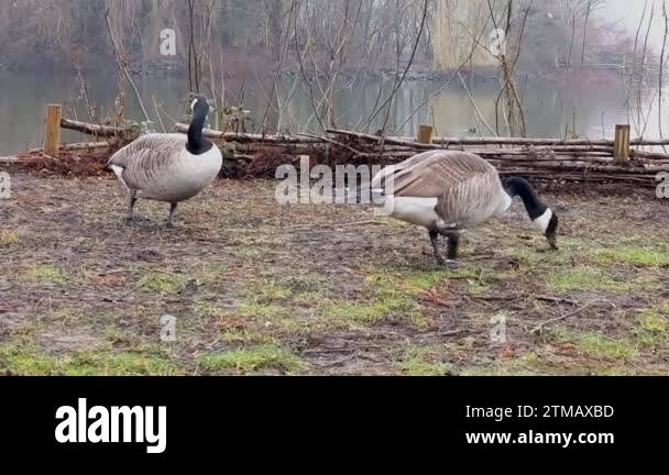 The Canada goose eating on the park lake. The Canada goose eating on ...