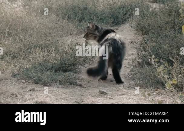 Ground path Stock Videos & Footage - HD and 4K Video Clips - Alamy