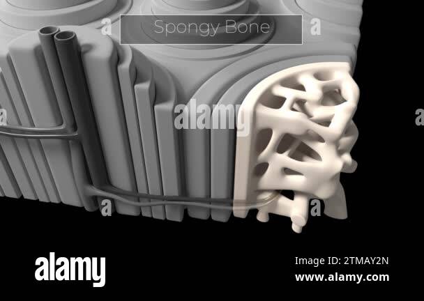 This 3d animation shows a cross section of human bone morphology Stock ...