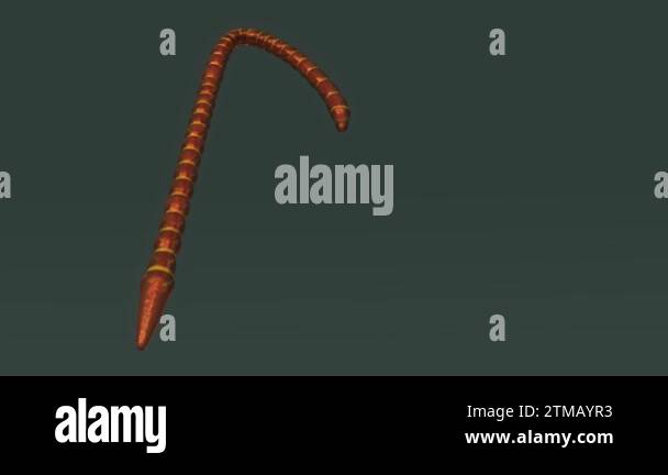 Sludge worm Stock Videos & Footage - HD and 4K Video Clips - Alamy