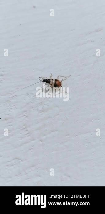 Gokiburi Stock Videos & Footage - HD and 4K Video Clips - Alamy