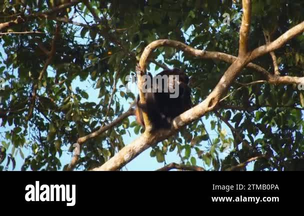 Monkey sitting high in tropical tree crown and stroking his cheek ...