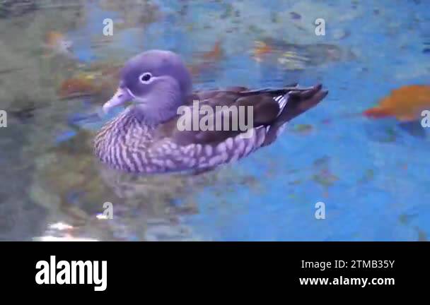 Female aix Stock Videos & Footage - HD and 4K Video Clips - Alamy