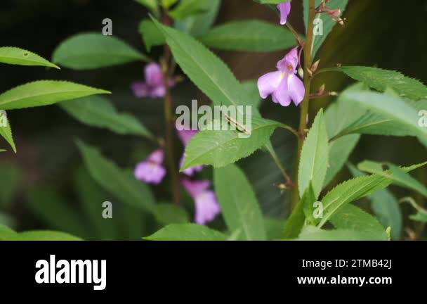Gaudy leaf Stock Videos & Footage - HD and 4K Video Clips - Alamy