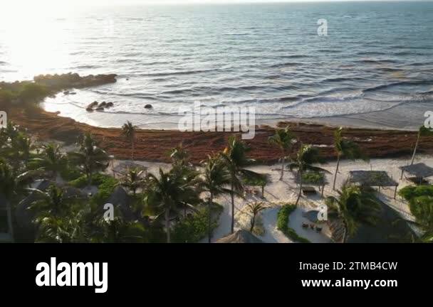 Sargassum Seaweed Crisis with Beaches in Mexico Battling Gulfweed ...
