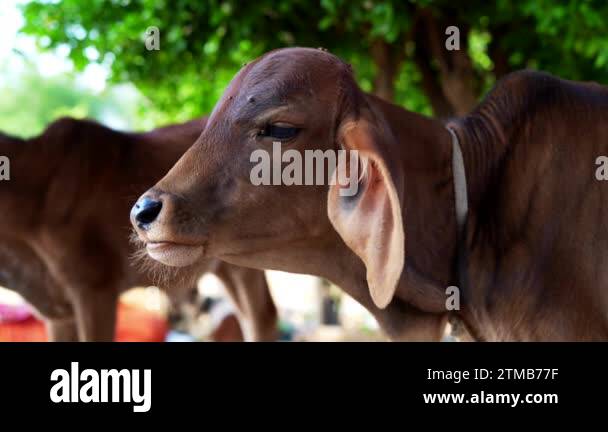 Cow calf face close up. Chewing calf. Cow's teeth, tongue and nose. The ...