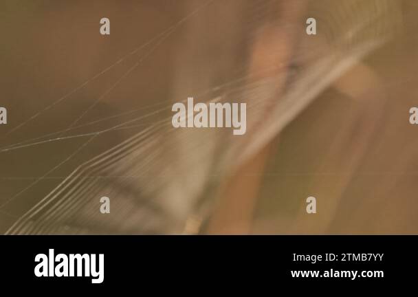 Spiders work Stock Videos & Footage - HD and 4K Video Clips - Alamy