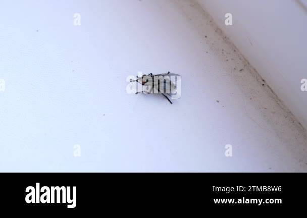 Diptera grooming Stock Videos & Footage - HD and 4K Video Clips - Alamy