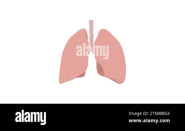 2d and 3d graphic Stock Videos & Footage - HD and 4K Video Clips - Alamy