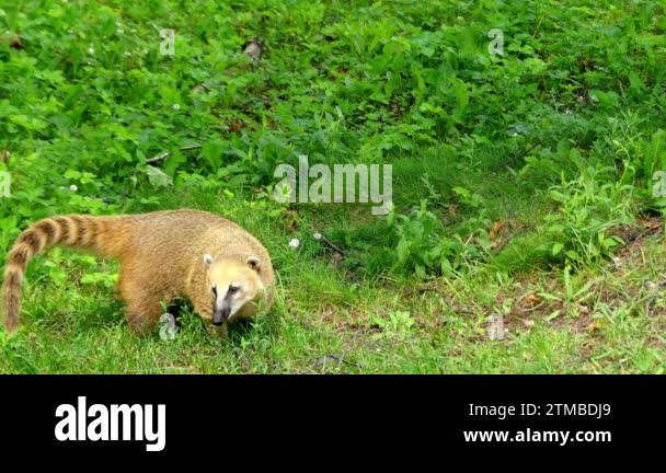 Nasua is a genus within the family Procyonidae, whose best-known ...