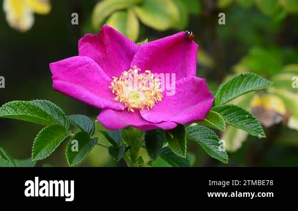 Ladybug rose Stock Videos & Footage - HD and 4K Video Clips - Alamy