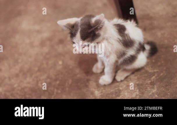 Little dirty cat Stock Videos & Footage - HD and 4K Video Clips - Alamy