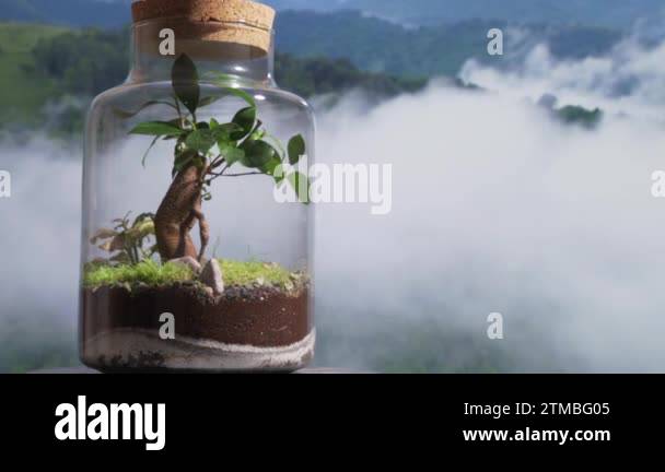 beauty of nature with this enchanting video of an ecosystem in a jar ...