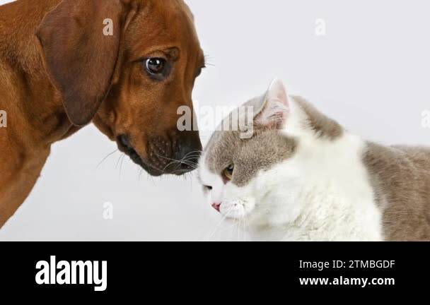 Rhodesian ridgeback male puppy Stock Videos & Footage - HD and 4K Video ...