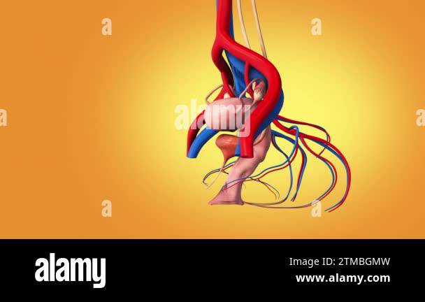 Female reproductive system anatomy background Stock Video Footage - Alamy