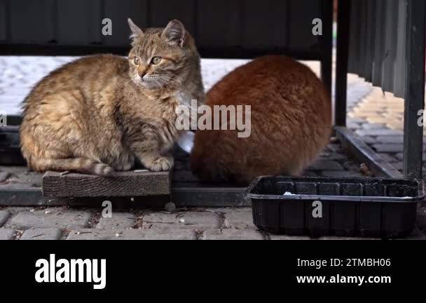 Homeless and hungry cats eat leftovers from the floor. Dirty cats with ...