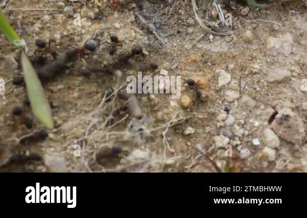 Ants hard workers Stock Videos & Footage - HD and 4K Video Clips - Alamy