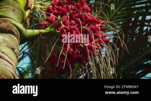 Close-up of Red betel nut on Areca palm tree. Fruits ripen on a tree in ...
