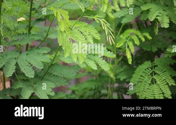 Brown tamarind pod tree Stock Videos & Footage - HD and 4K Video Clips ...