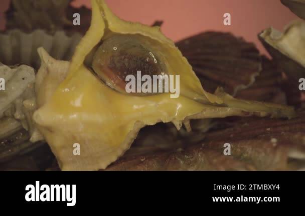 Live molluscs in shells Stock Videos & Footage - HD and 4K Video Clips ...